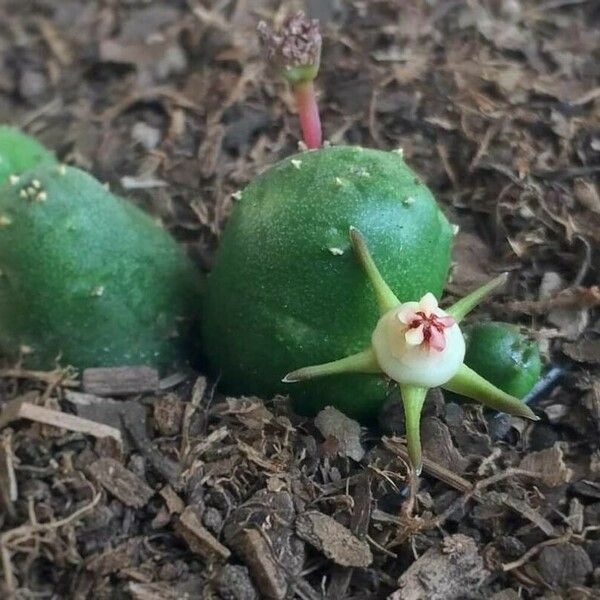 Duvalia Parviflora Care Guide: Water, Soil & Propagation - Plantiary