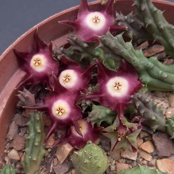 Duvalia Pillansii Plant Care & How to Grow, Water