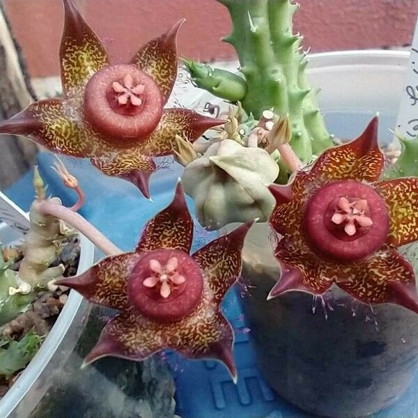 Duvalia Polita Care Guide: Water, Soil & Propagation - Plantiary