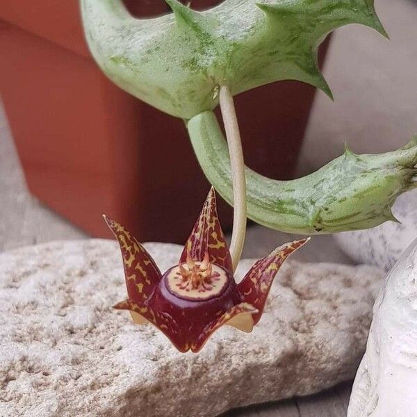 Duvalia Somalensis Care Guide: Water, Soil & Propagation - Plantiary