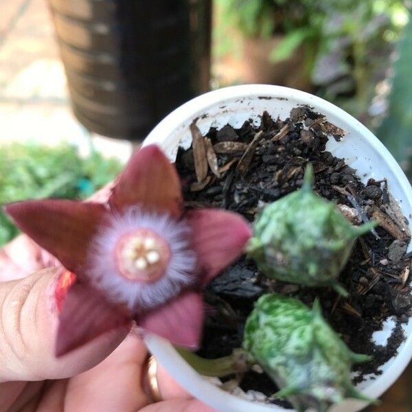 Duvalia Sulcata Plant Care & How to Grow, Water