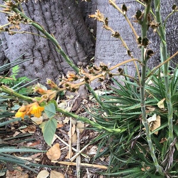 Dyckia Princeps Plant Care & How to Grow, Water