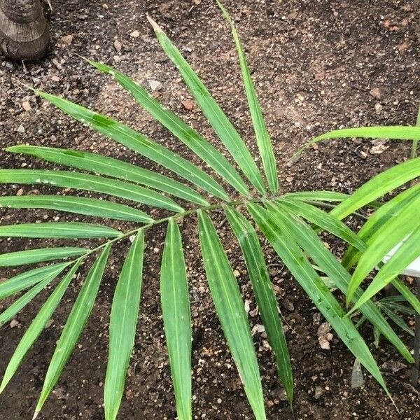 Cabada Palm (Dypsis Cabadae) Plant Care & How to Grow, Water