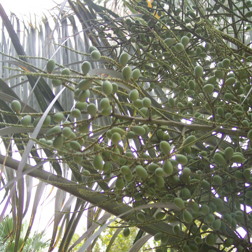 Triangle Palm (Dypsis Decaryi) Care Guide: Water, Soil & Propagation ...