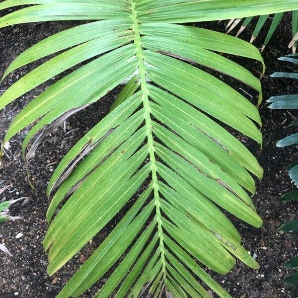 Dypsis Lanceolata Care Guide: Water, Soil & Propagation - Plantiary