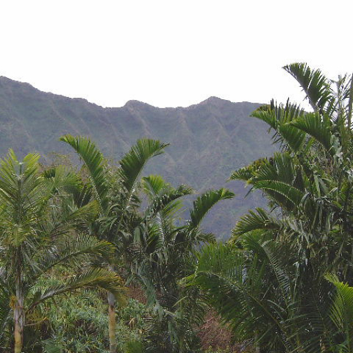 Dypsis Pembana Plant Care & How to Grow, Water