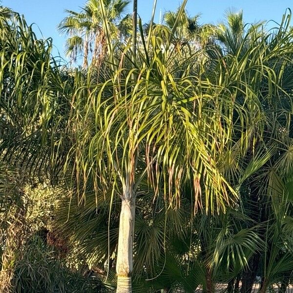 Dypsis Plumosa Plant Care & How to Grow, Water