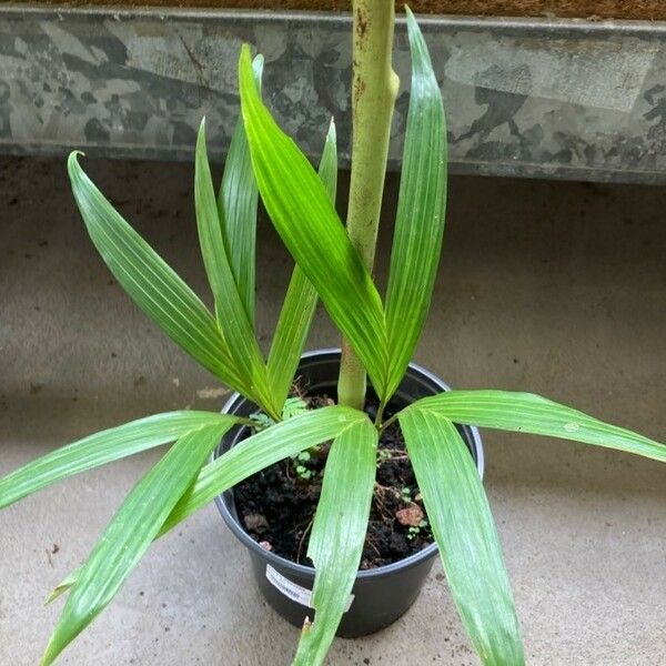 Dypsis Procera Plant Care & How to Grow, Water