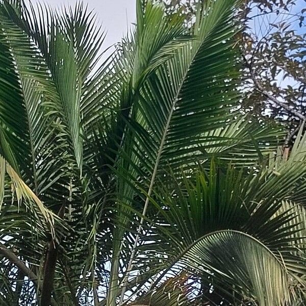 Dypsis Utilis Plant Care & How to Grow, Water