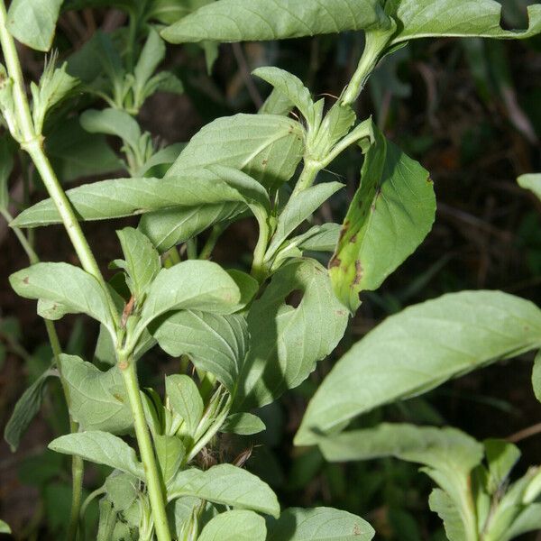 Dyschoriste Quadrangularis Plant Care & How to Grow, Water