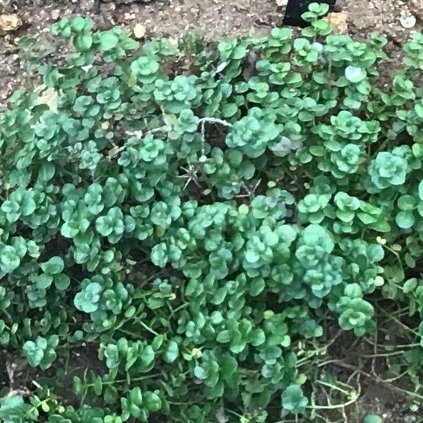 Fairy Stars (Dyschoriste Setigera) Care Guide: Water, Soil ...