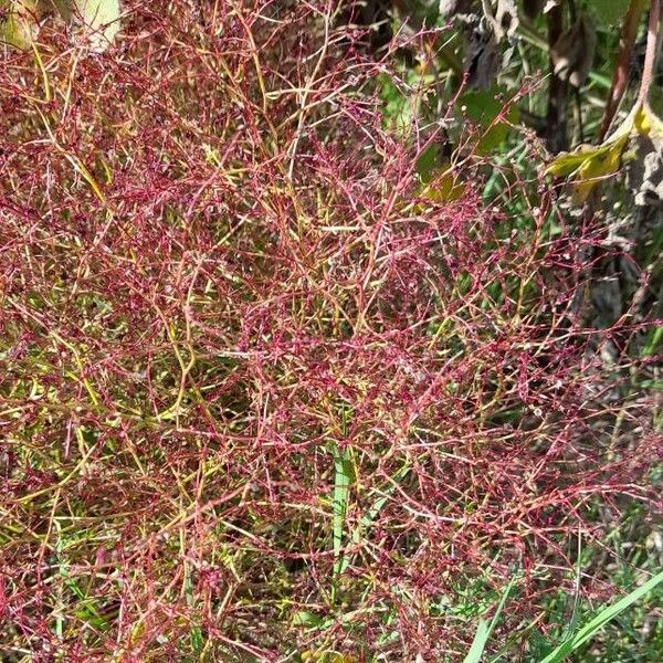 Winged Pigweed (Dysphania Atriplicifolia) Care Guide: Water, Soil ...