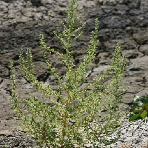Jerusalem-Oak (Dysphania Botrys) Plant Care & How to Grow, Water