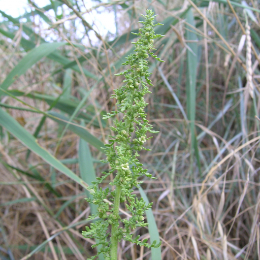 Cutleaf Goosefoot (Dysphania Multifida) Plant Care & How to Grow, Water