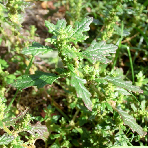 Clammy Goosefoot (Dysphania Pumilio) Plant Care & How to Grow, Water