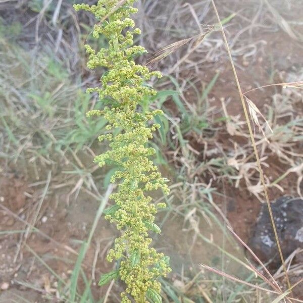 Schrader Goosefoot (Dysphania Schraderiana) Plant Care & How to Grow, Water