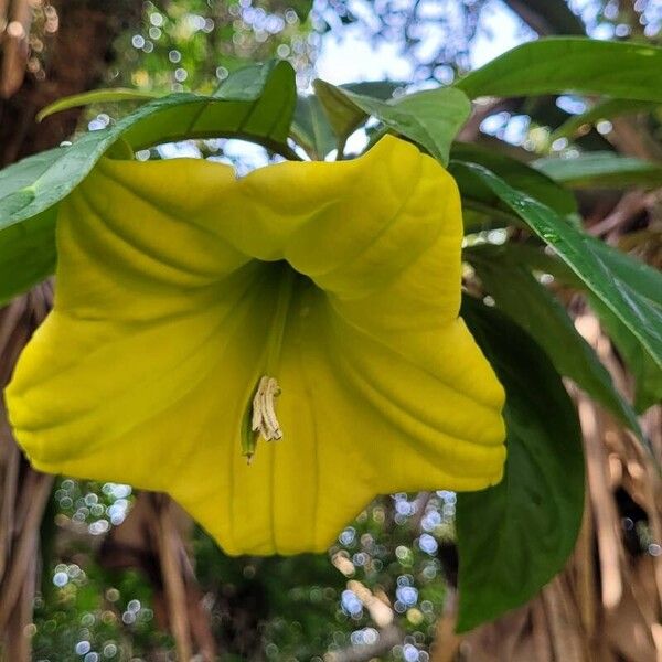 Dyssochroma Longipes Plant Care & How to Grow, Water