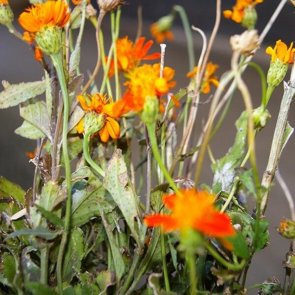 Dyssodia Montana Care Guide: Water, Soil & Propagation - Plantiary