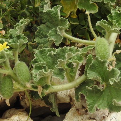 Exploding Cucumber (Ecballium Elaterium) Plant Care & How to Grow, Water