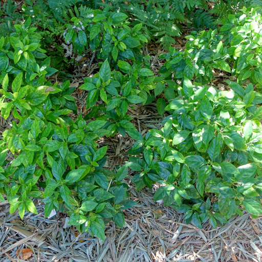 Turquoise Crossandra (Ecbolium Viride) Plant Care & How to Grow, Water