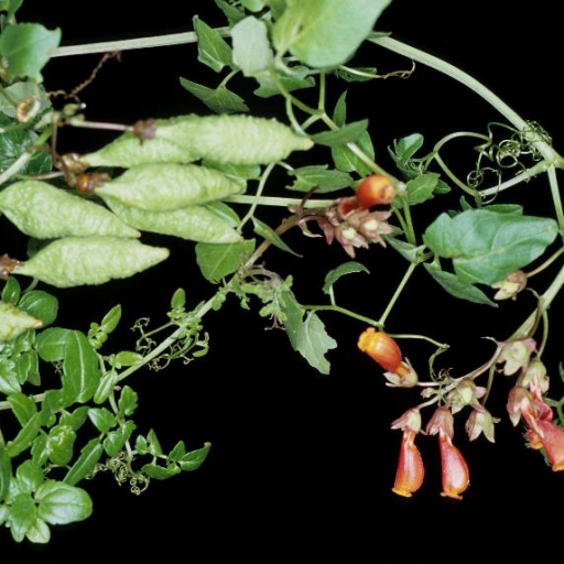 Chilean Glory Flower (Eccremocarpus Scaber) Plant Care & How to Grow, Water