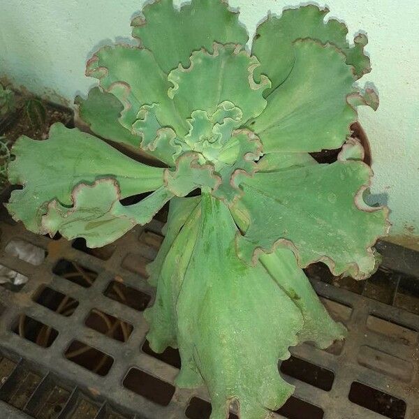 Echeveria Crenulata Plant Care & How to Grow, Water