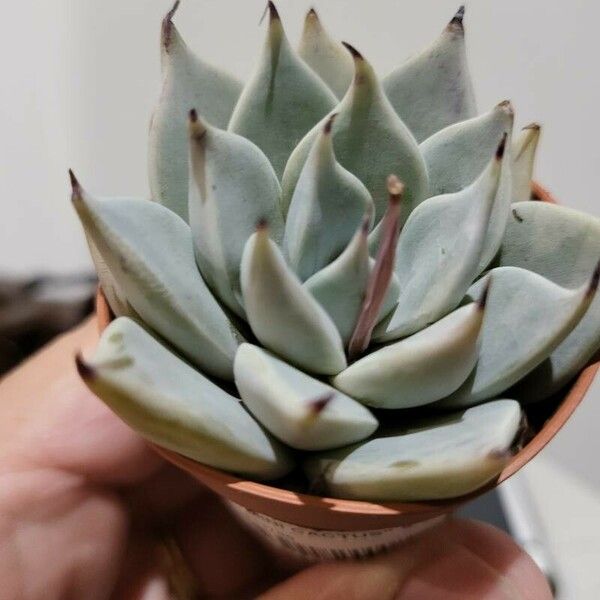 White Mexican Rose (Echeveria Cuspidata) Plant Care & How to Grow, Water