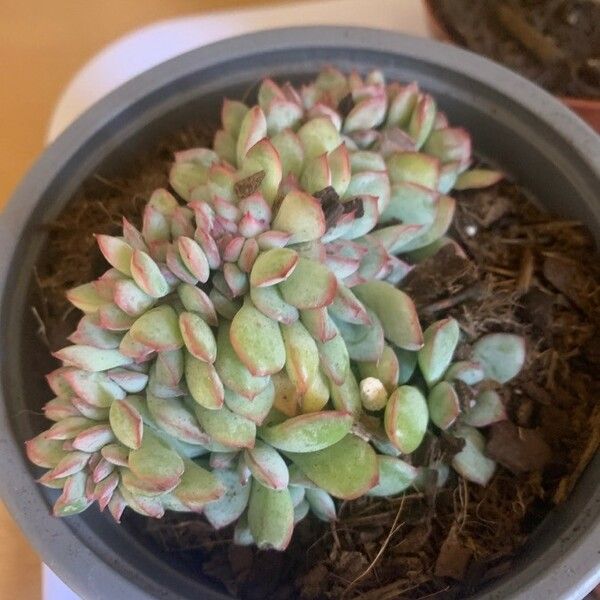 Echeveria Cv. 'Apus' Plant Care & How to Grow, Water
