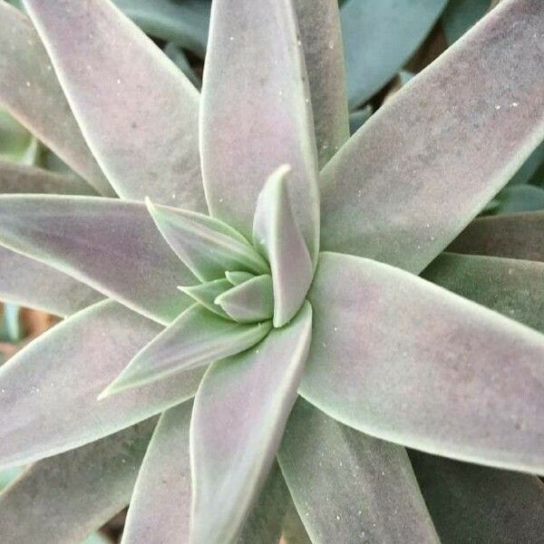 Echeveria Excelsa Plant Care & How to Grow, Water