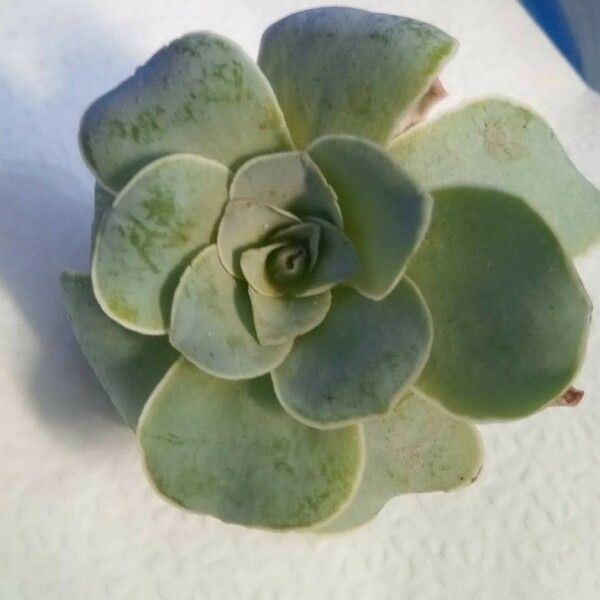 Giant Hens And Chick (Echeveria Gigantea) Plant Care & How to Grow, Water