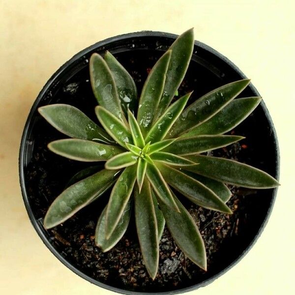 Echeveria Lutea Plant Care & How to Grow, Water