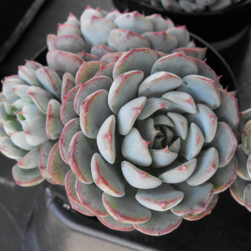 Echeveria Minima Plant Care & How to Grow, Water