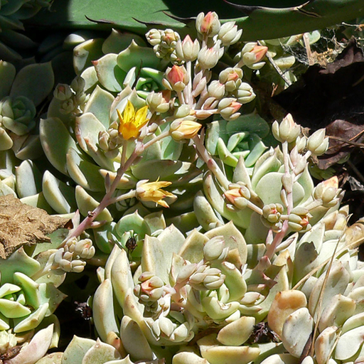 Copper Rose (Echeveria Multicaulis) Plant Care & How to Grow, Water