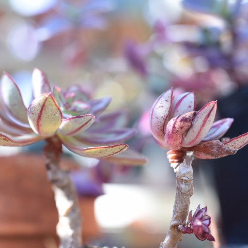 Painted Echeveria (Echeveria Nodulosa) Plant Care & How to Grow, Water
