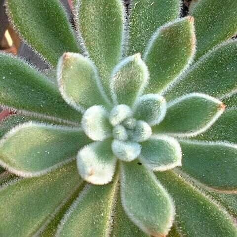 Echeveria Pilosa Plant Care & How to Grow, Water