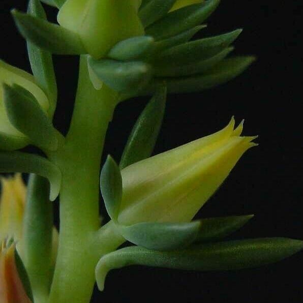 Echeveria Platyphylla Plant Care & How to Grow, Water