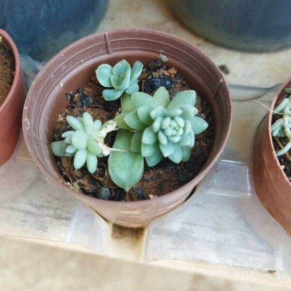 Prolific Echeveria (Echeveria Prolifica) Care Guide: Water, Soil ...