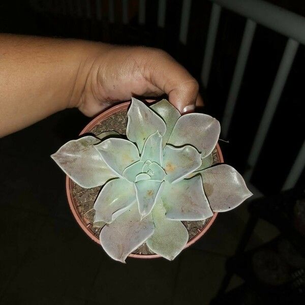 Echeveria Racemosa Plant Care & How to Grow, Water