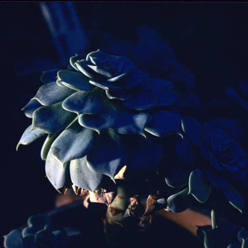 Blue Echeveria (Echeveria Secunda) Plant Care & How to Grow, Water