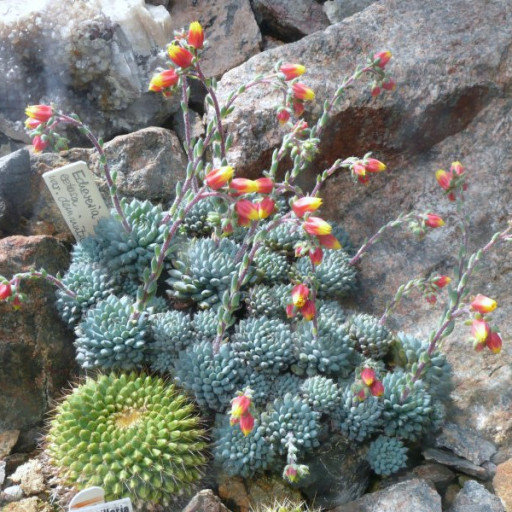 Mexican Fire Cracker (Echeveria Setosa) Plant Care & How to Grow, Water