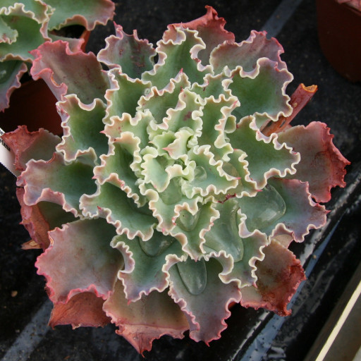 Mexican Hens And Chicks (Echeveria Shaviana) Plant Care & How to Grow ...