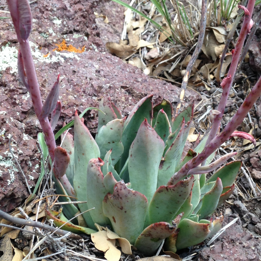 Desert Savior (Echeveria Strictiflora) Care Guide: Water, Soil ...