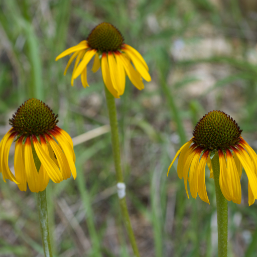 Yellow Coneflower (Echinacea Paradoxa) Plant Care & How to Grow, Water