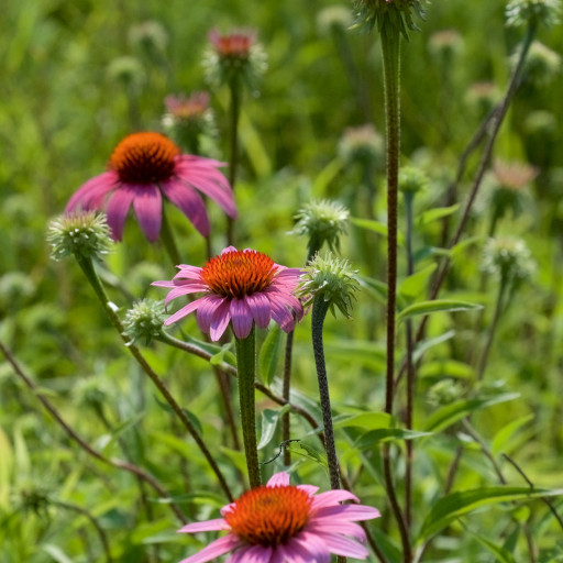 Purple Coneflower (Echinacea Purpurea) Plant Care & How to Grow, Water