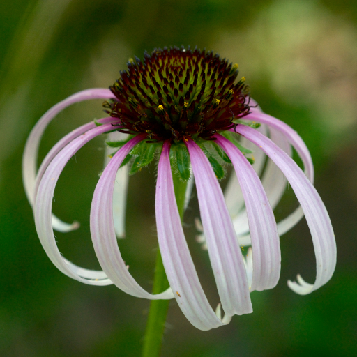 Sanguine Purple-Coneflower (Echinacea Sanguinea) Plant Care & How to ...