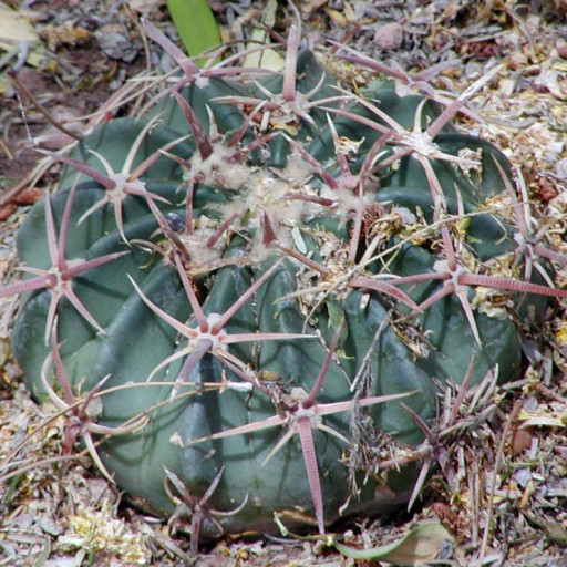 Horse Crippler (Echinocactus Texensis) Plant Care & How to Grow, Water