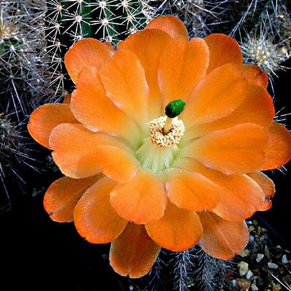 Echinocereus Acifer Plant Care & How to Grow, Water