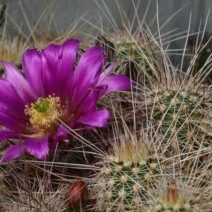 Apache Hedgehog Cactus (Echinocereus Apachensis) Plant Care & How to ...