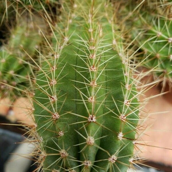 Echinocereus Ortegae Care Guide: Water, Soil & Propagation - Plantiary