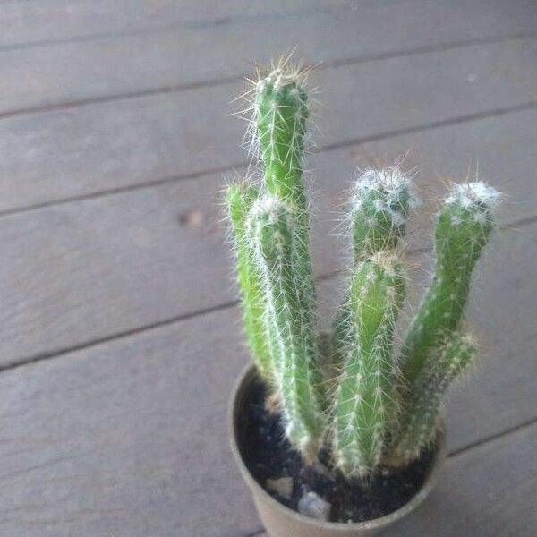 Echinocereus Parkeri Care Guide: Water, Soil & Propagation - Plantiary